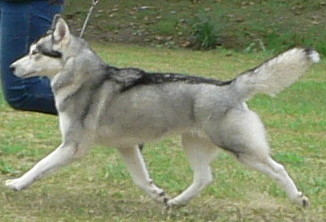 Understanding Husky Body Language - SonderLives